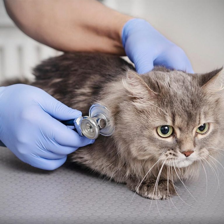 Kidney Disease in Cats - Macclesfield Veterinary Practice