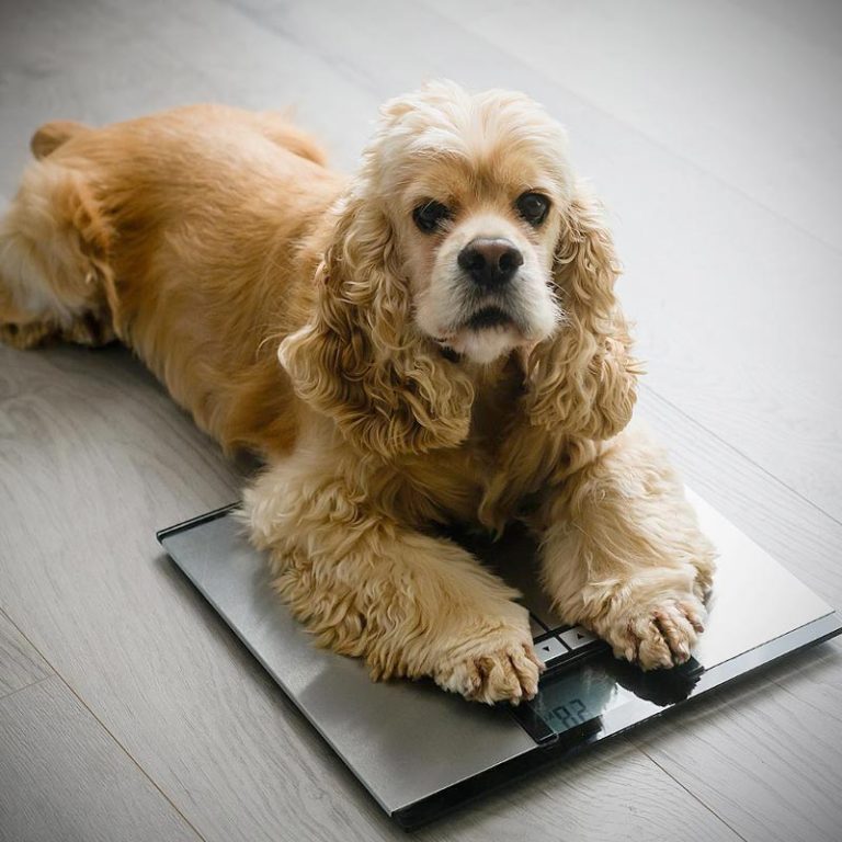Pet Weight Management - Macclesfield Veterinary Practice